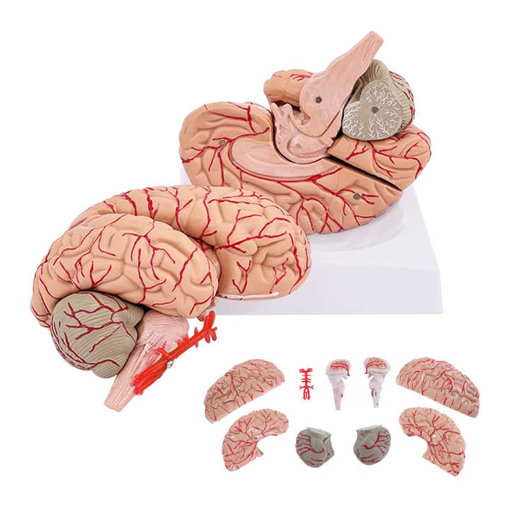 Human Brain Model Cerebrovascular Model Anatomy 9 Parts Detachable ...
