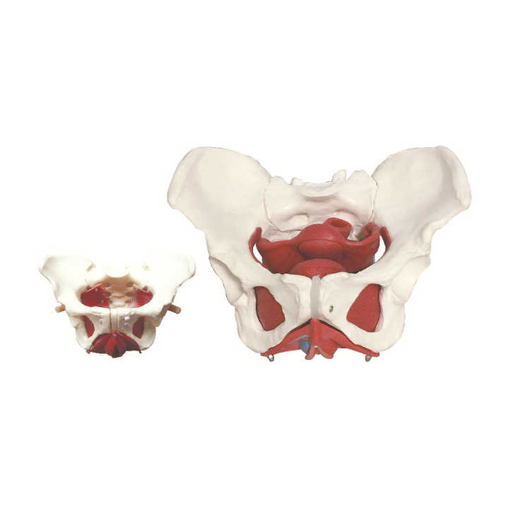 Female Pelvis and Separated Pelvic Muscles with Nerve Model 260x180x200 ...
