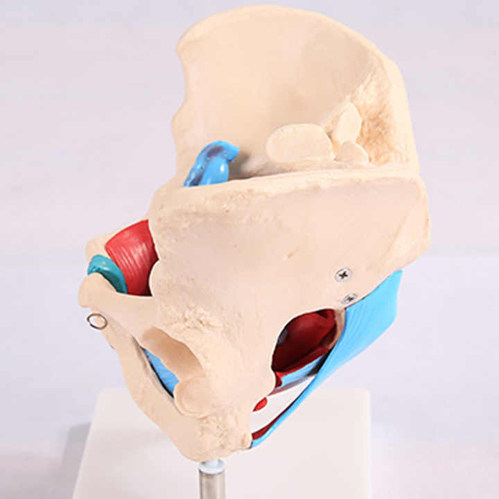 ADA-A1037 Female Pelvis Model With Pelvic Floor Muscle Anatomical PVC ...