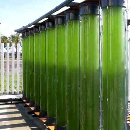 Algae Cultivation Column - Efficient and Reliable Growth
