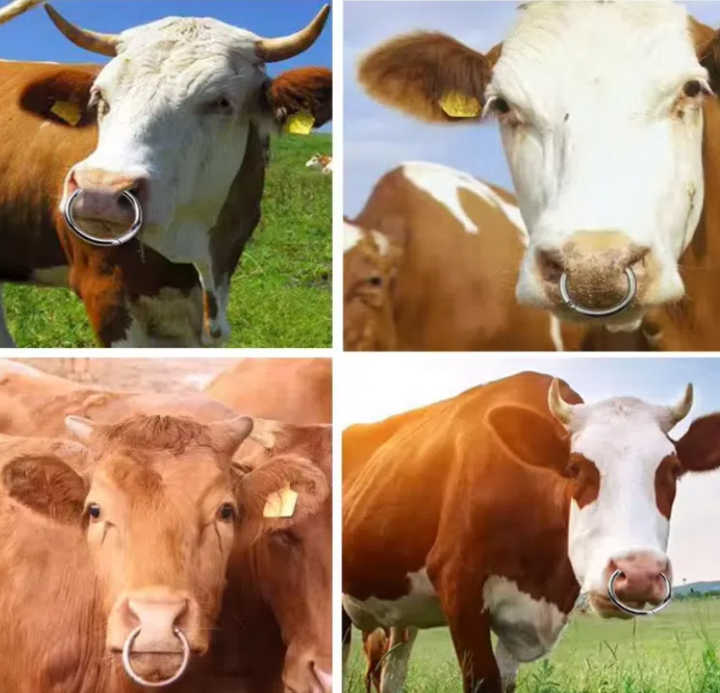 Stainless Steel Bull Nose Ring for Cattle & Livestock - OEM Available