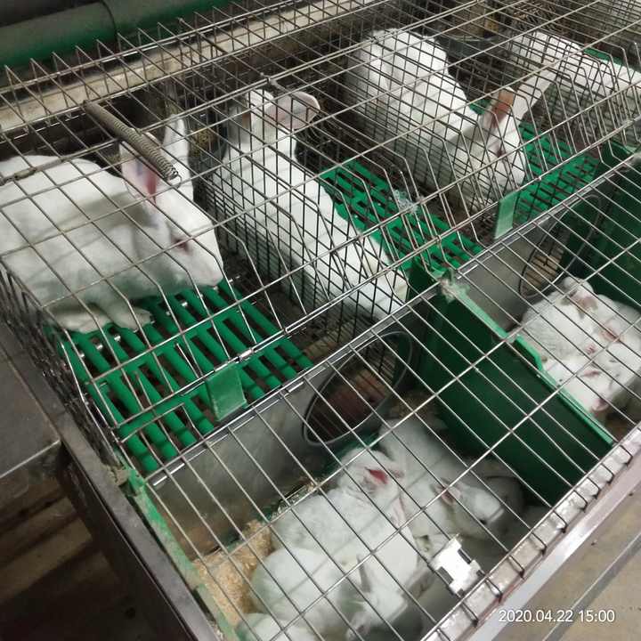 European Rabbit Farming Cage China Factory Directly Sale Industrial ...