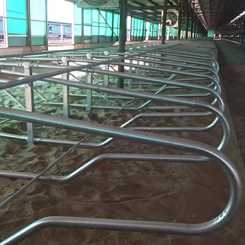Long Service Life Galvanized Double Row Freestalls Cow Cubicle Dividers ...