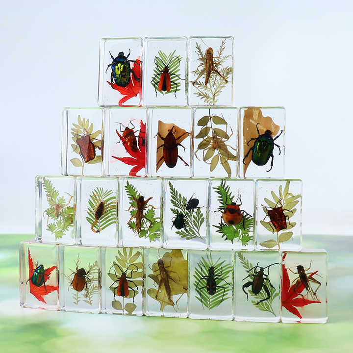 Insect in Resin Specimen Bugs Collection Arachnid Luminous Resin ...