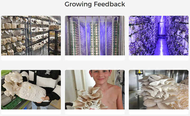 Fully Automatic Smart Mushroom Container Farms Insulated Farm Shipping ...