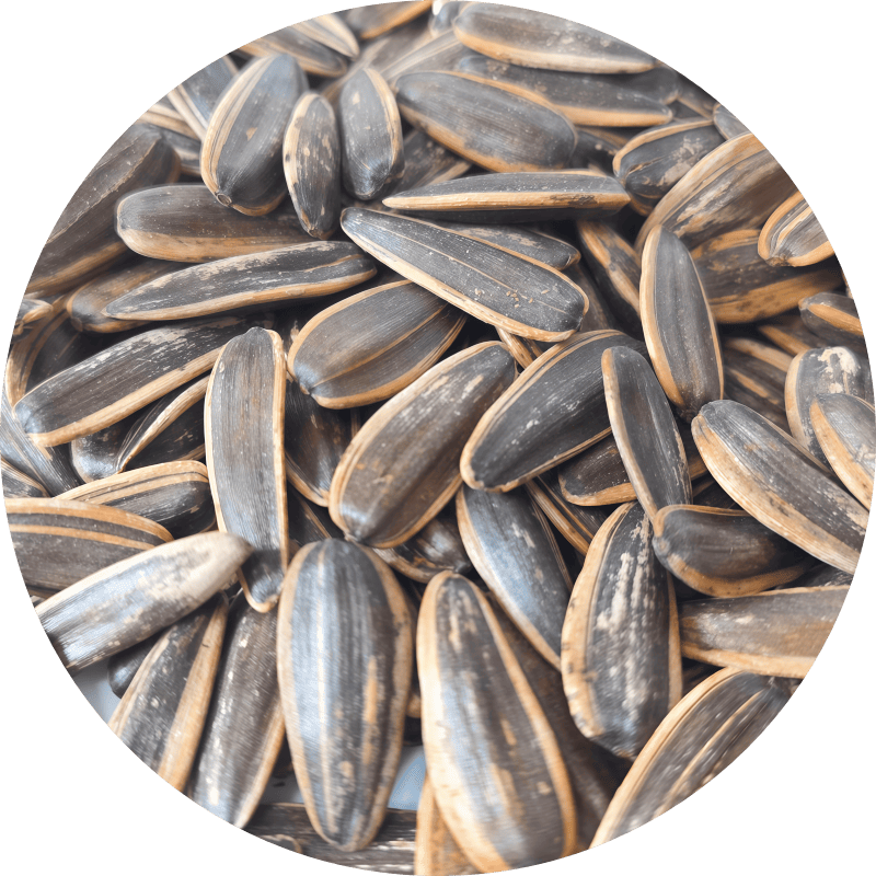 How to Choose the Best Custom Mini Seed for Your Needs