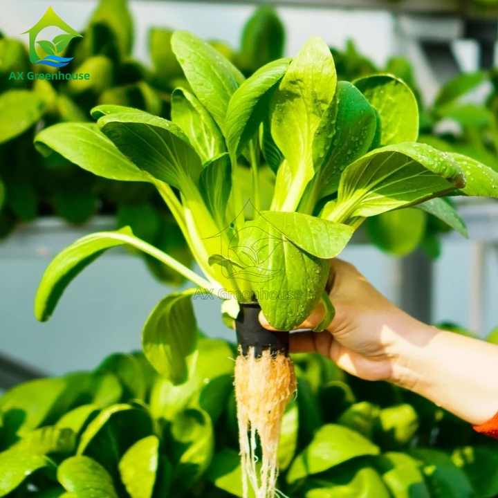 Soilless Cultivation of Deep-rooted Crops Lettuce Celery purple Cabbage ...