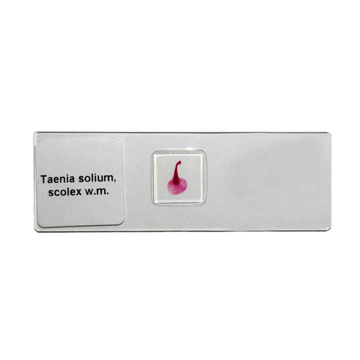 Taenia Solium Scolex W.m - Microscope Slides for Education
