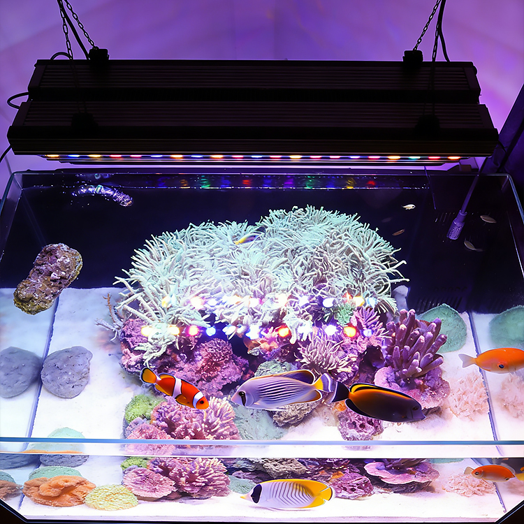 Illuminate Your Aquarium With Advanced underwater aquarium led lighting ...