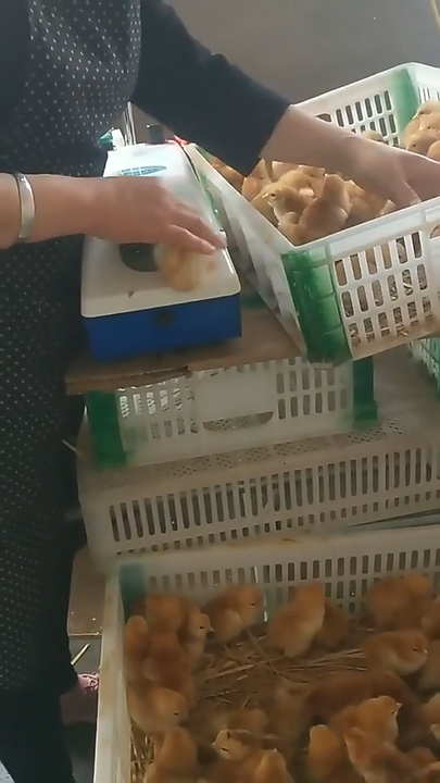 Livestock Automatic non-counting Pneumatic Syringe Machine for Chick ...