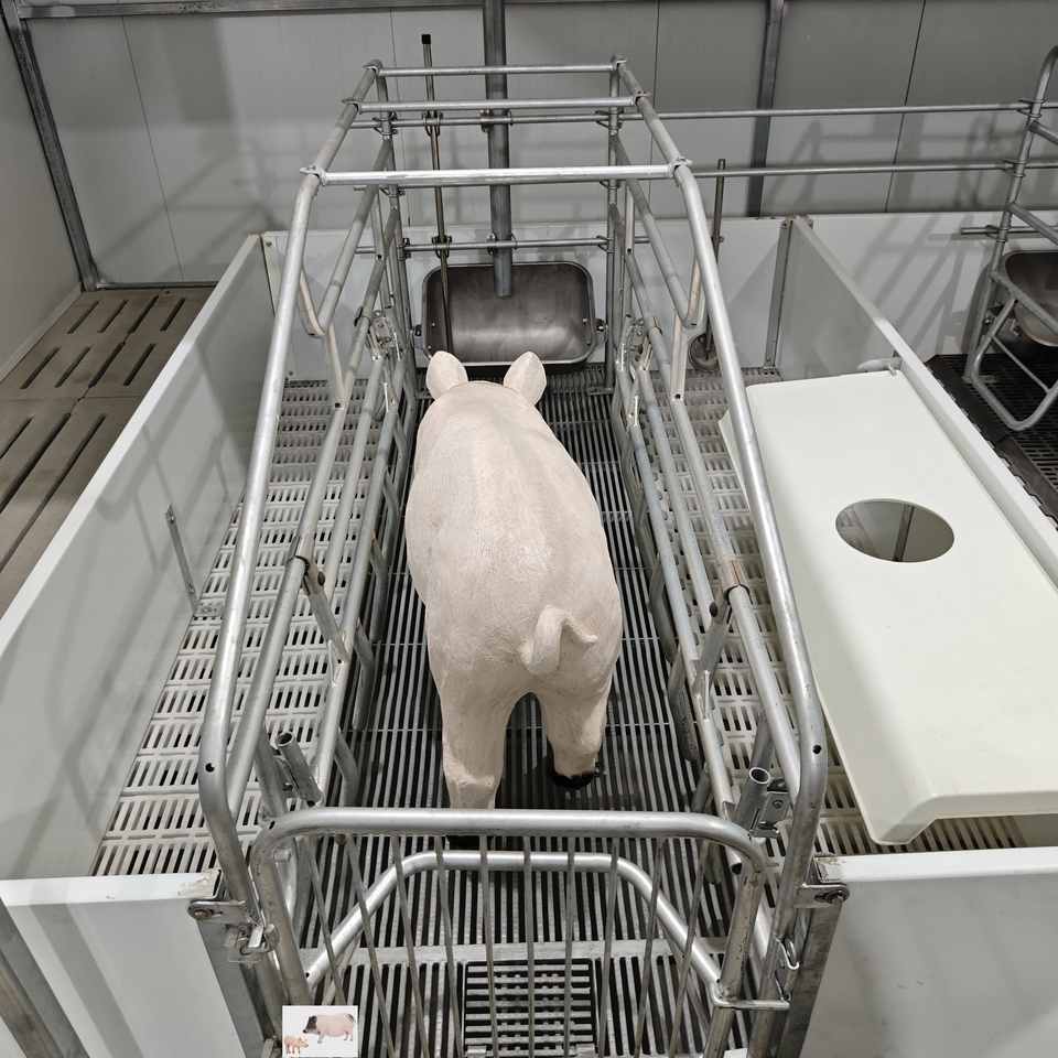 Sow Farrowing Crate With Galvanized Steel Frame, Plastic Slatted Floor ...