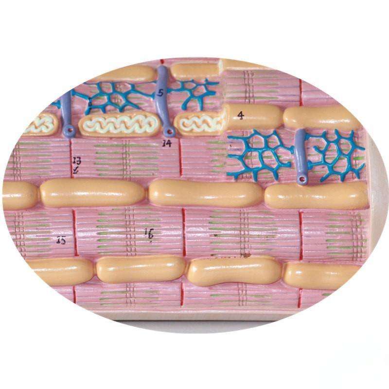 Medical Teaching Model Magnified Myocardium Anatomy Model for ...