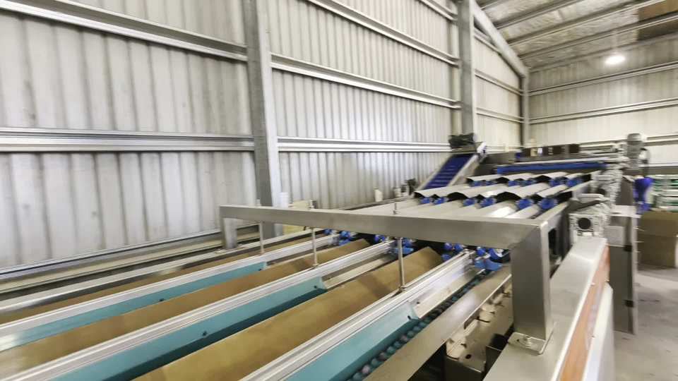 Industrial Blueberry Sorting Machine Fruit Grader Sorter for Berry ...