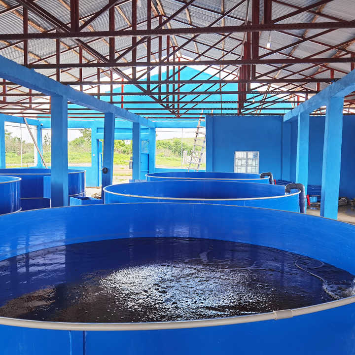 High Density Perch Farming - Efficient Land Based Aquatics