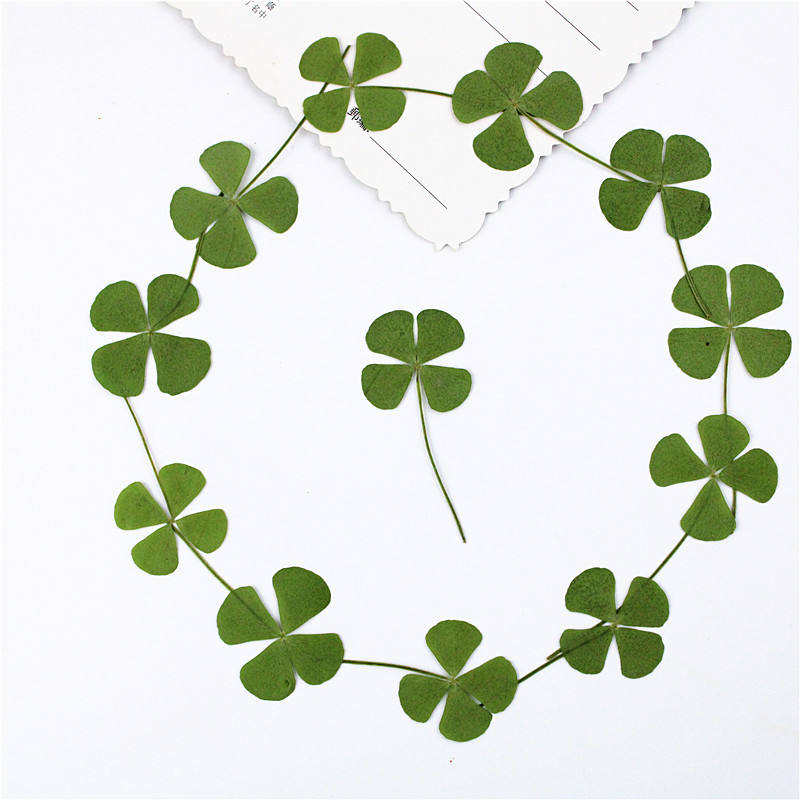12pcs/Pack Dried Four Leaf Clover For Resin Pressed 4 Leaf Clover Real ...
