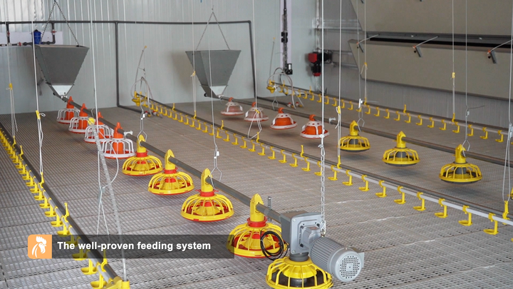 Complete Automatic Feeding and Drinking Line Equipment for Poultry ...