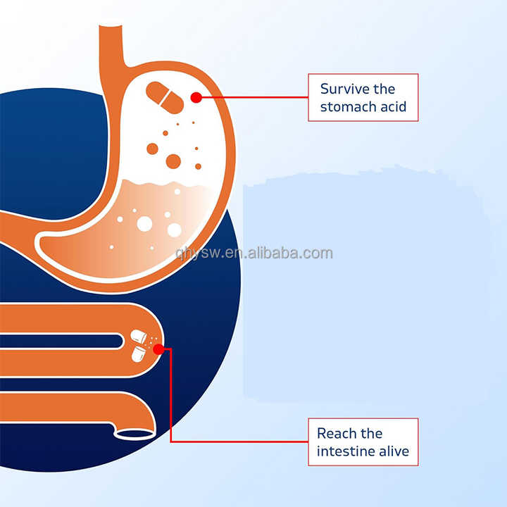 OEM Organic Pure Lactobacillus Salivarius Capsules with Prebiotic ...