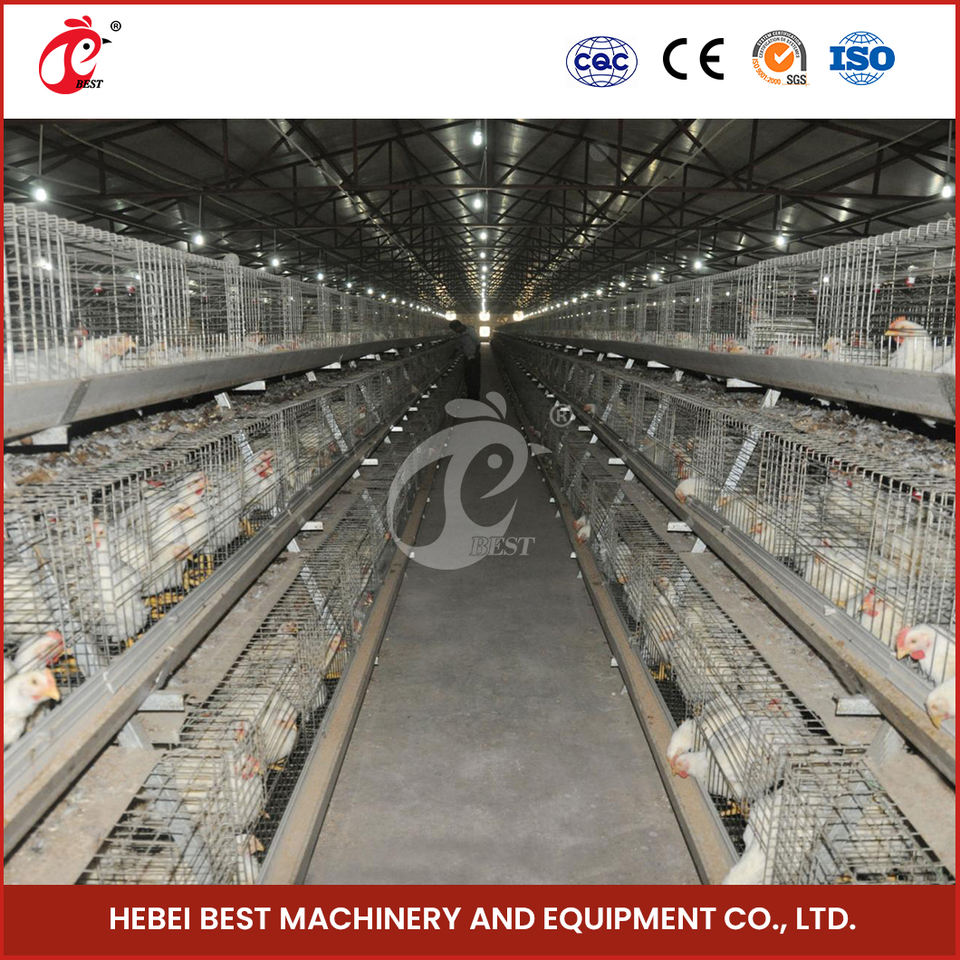 Stable a Type Meat Broiler Cage System Automatic Broiler Chicken Cage ...
