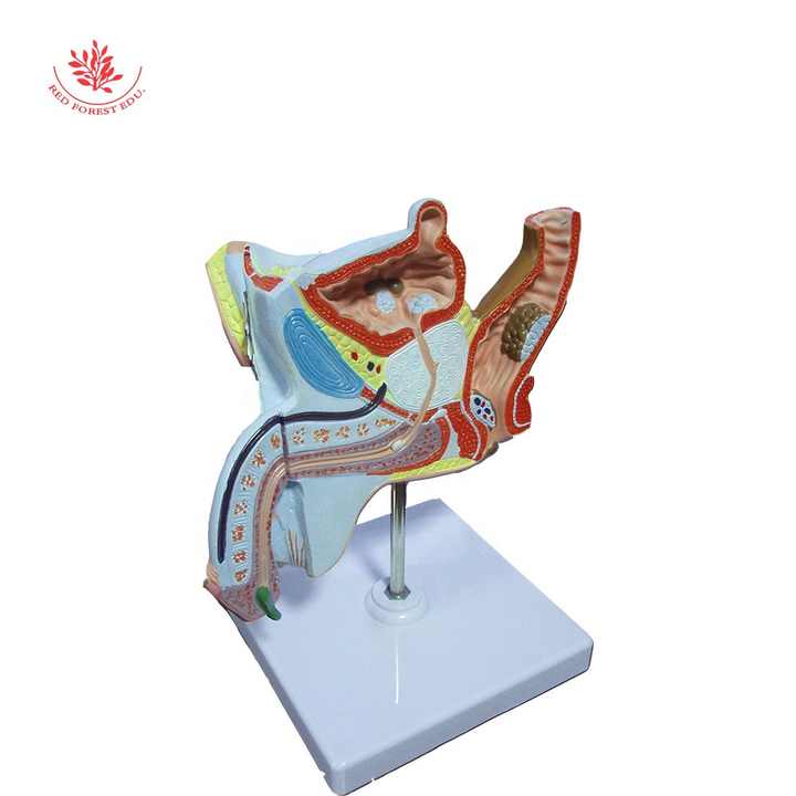 Prostate Model - PVC Male Genital Anatomy for Education - OEM