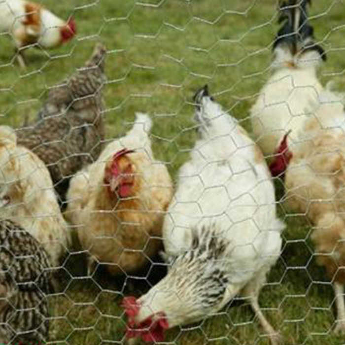 QG PVC Galvanized Poultry Farms Fence Hexagonal Wire Netting Chicken ...