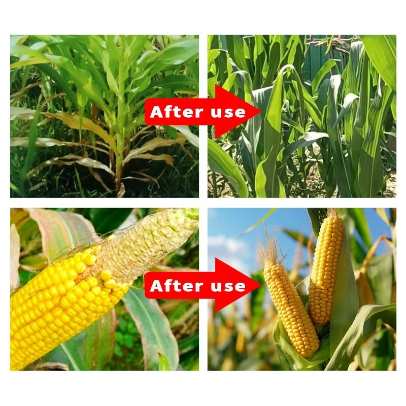 High Yield Special Formula Fertilizer for Corn Organic Fertilizer Corn ...