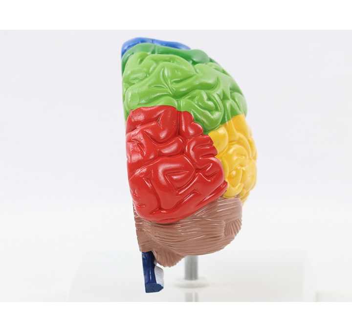 Medical Teaching the Anatomy of Human Brain Model in Human Life-size ...