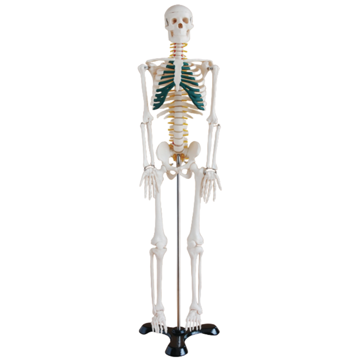 Anatomy Full Body Anatomical Skeleton for Medical Teaching