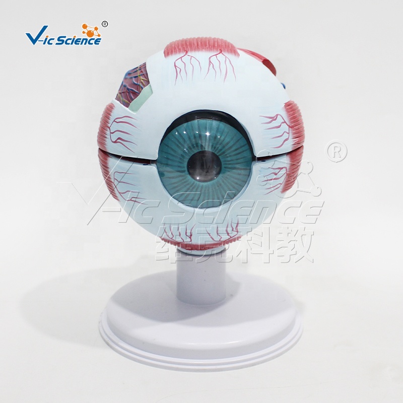 Anatomy Model 3D Human Eye - Eyeball & Orbital Structure