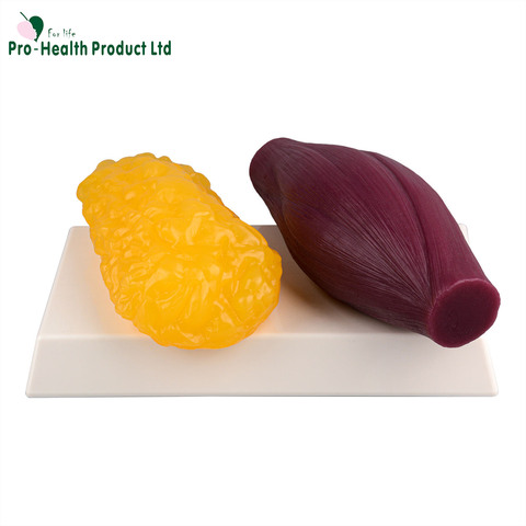 2lbs Anatomical Fat Model| Alibaba.com
