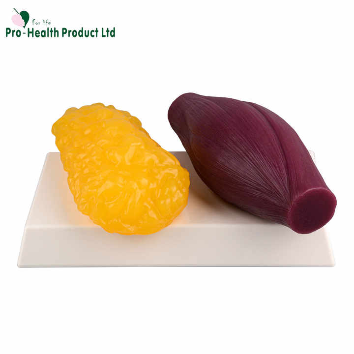 Artificial Soft 0.5 Kg Fat Model and Human Muscle Model