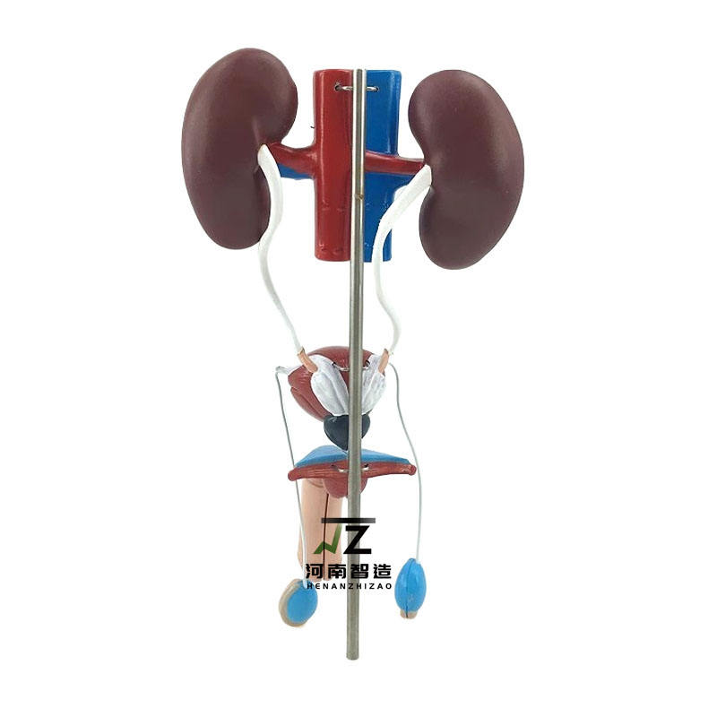 Anatomical Model of the Male Urogenital System for Education