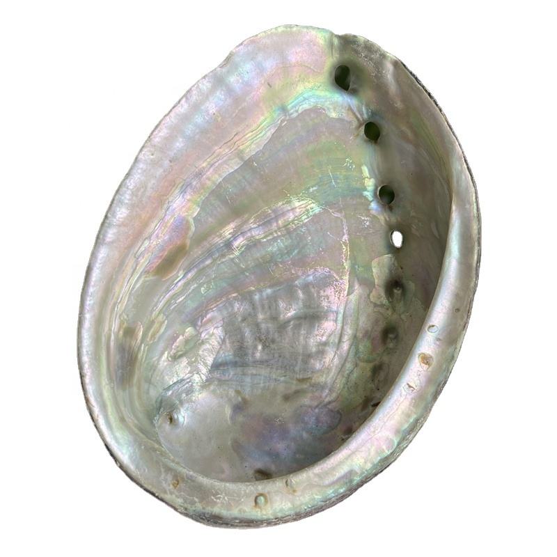 Natural Abalone Shells - Hand Carved Conch Ornaments