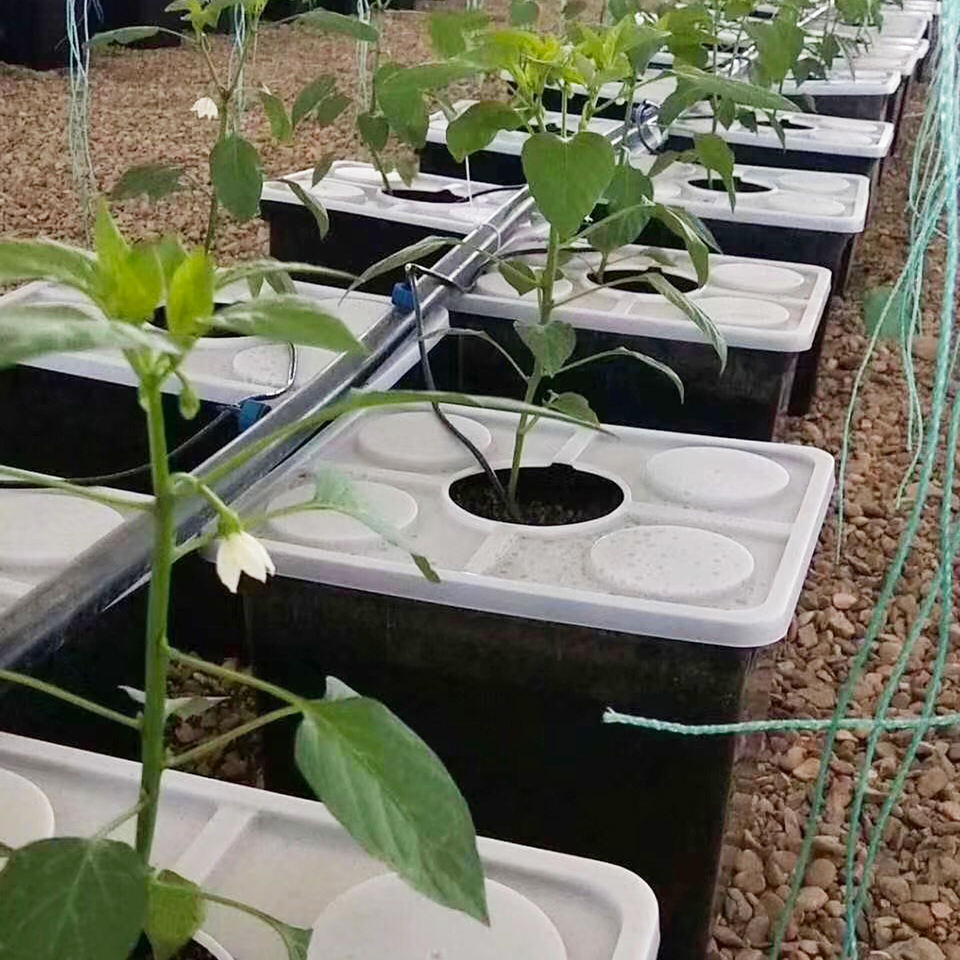 Maxpower Hydroponics Bato Buckets Dutch Bato Bucket Hydroponic Dutch ...