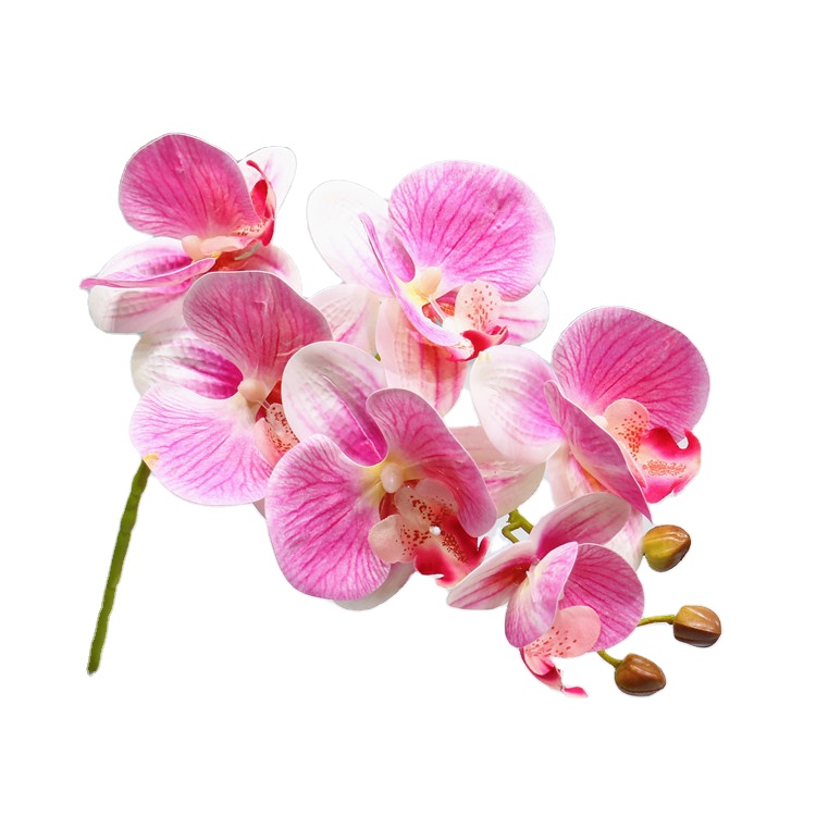 How to Choose Mix Orchids Flower Seeds: A Complete Buying Guide