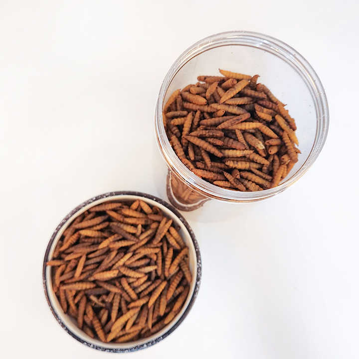 Black Soldier Fly Larvae Powder Edible Worms BSFL Meal Insect Protein ...