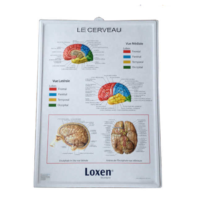 Personalised 3D PVC Medical Wall Chart for Medicine Medical Science ...