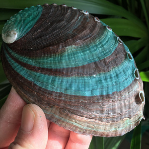 Wholesale large conch shells For A Touch Of Nature In Your House ...