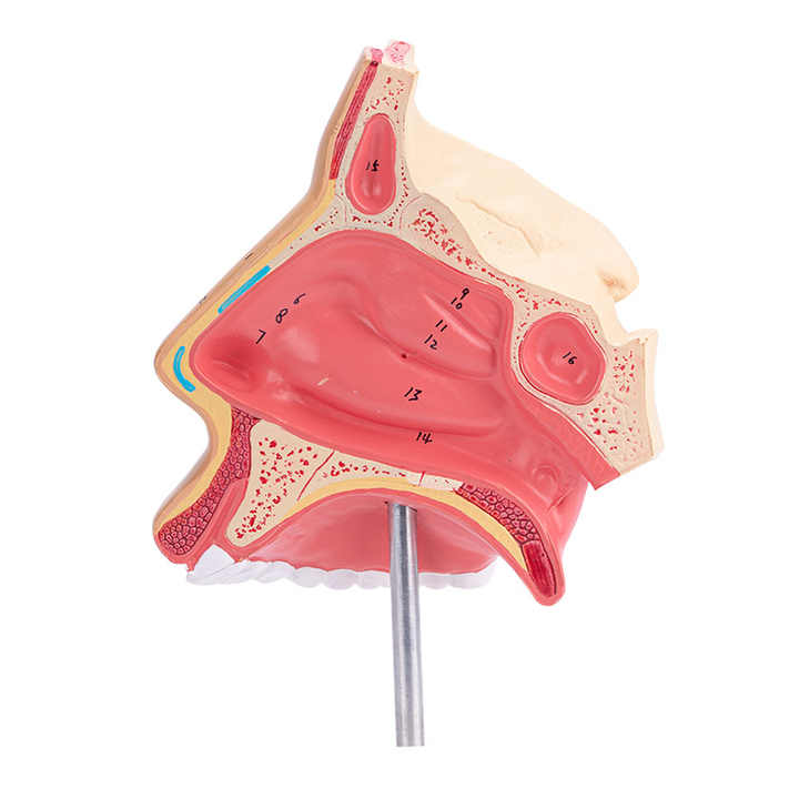 Biological Teaching Anatomy Human Nose Model Nasal Cavity Model for ...
