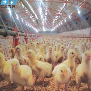 Automatic Chicken Breeding Equipment - Farming System