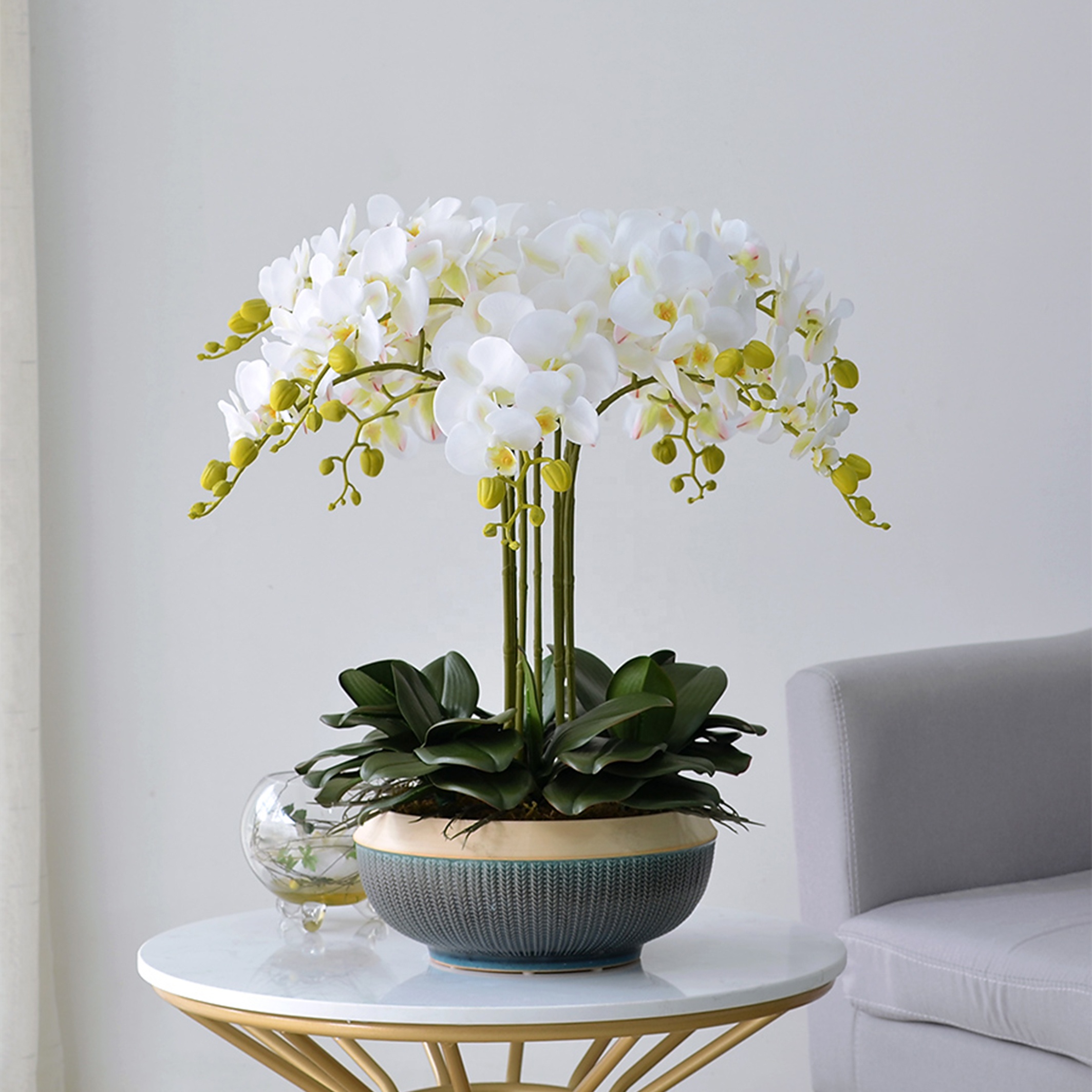 How to Choose Real Orchid Plants: A Complete Buying Guide