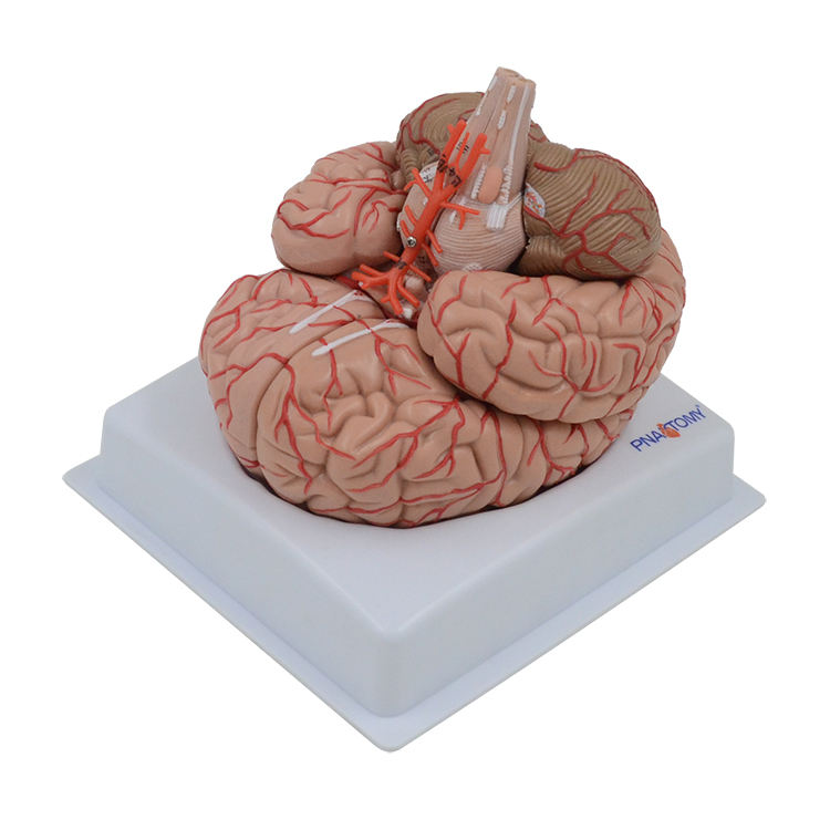 Life Size 9 Parts Human Brain Model PNT-0611| Alibaba.com
