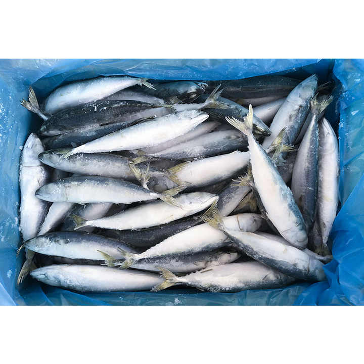 Fresh Seafood Pacific Mackerel Fish 400-600 Prices Whole Frozen Pacific ...