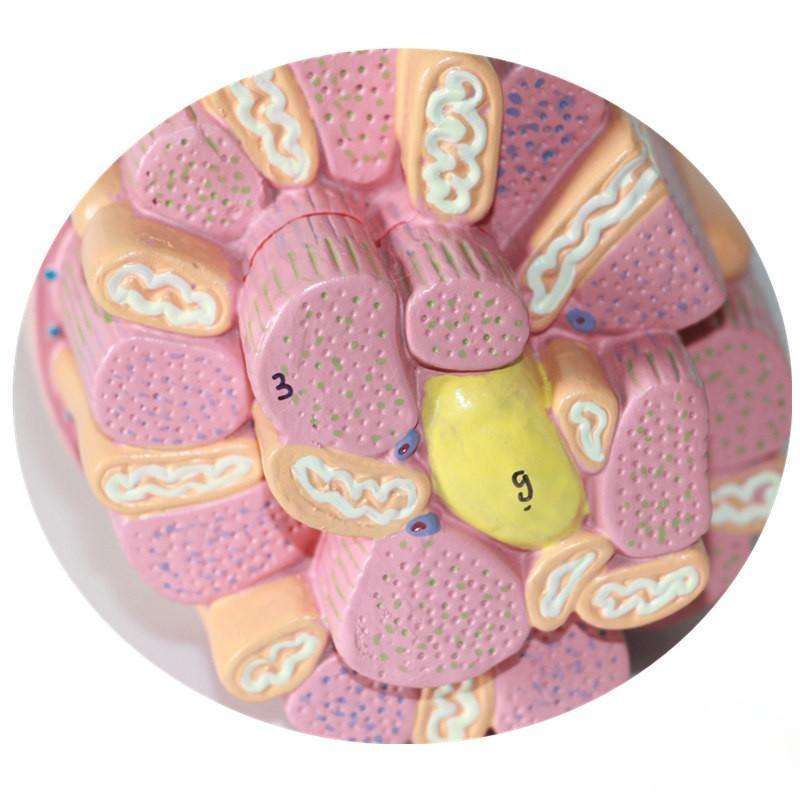 Medical Teaching Model Magnified Myocardium Anatomy Model for ...