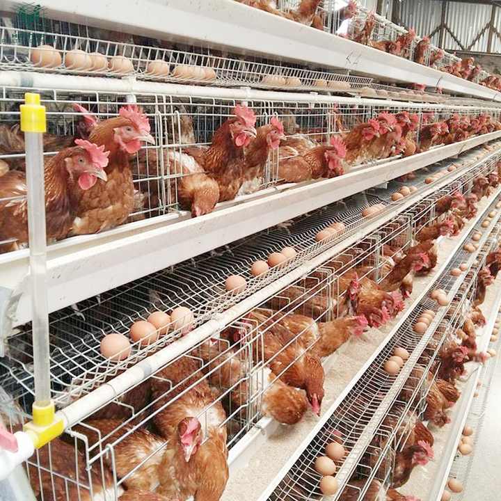 Economical Hot Dip Galvanized Wire Mesh Durable A-Type Layer Chicken ...