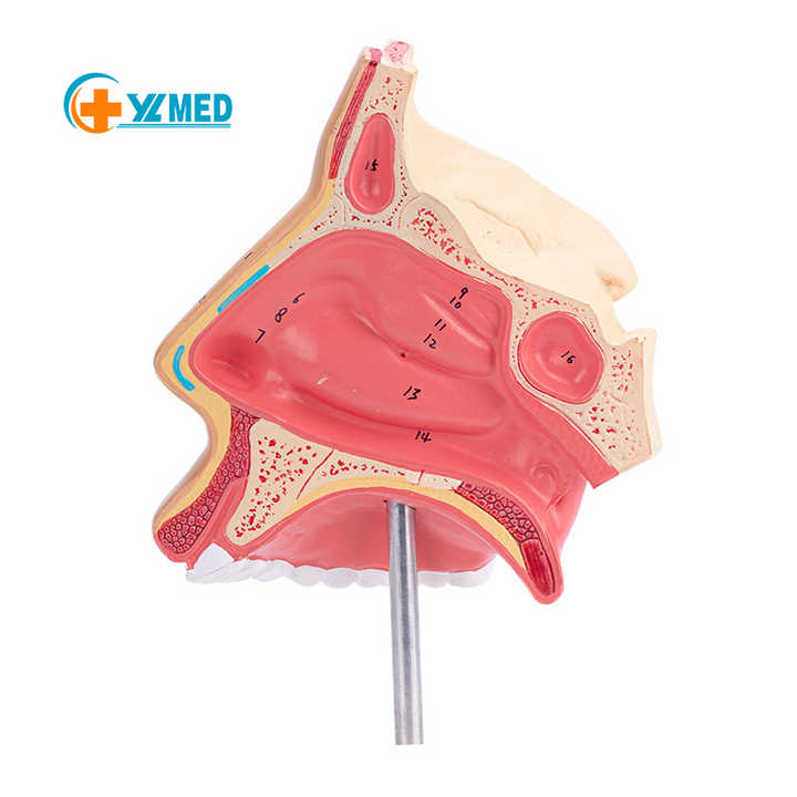 Biological Teaching Anatomy Human Nose Model Nasal Cavity Model for ...