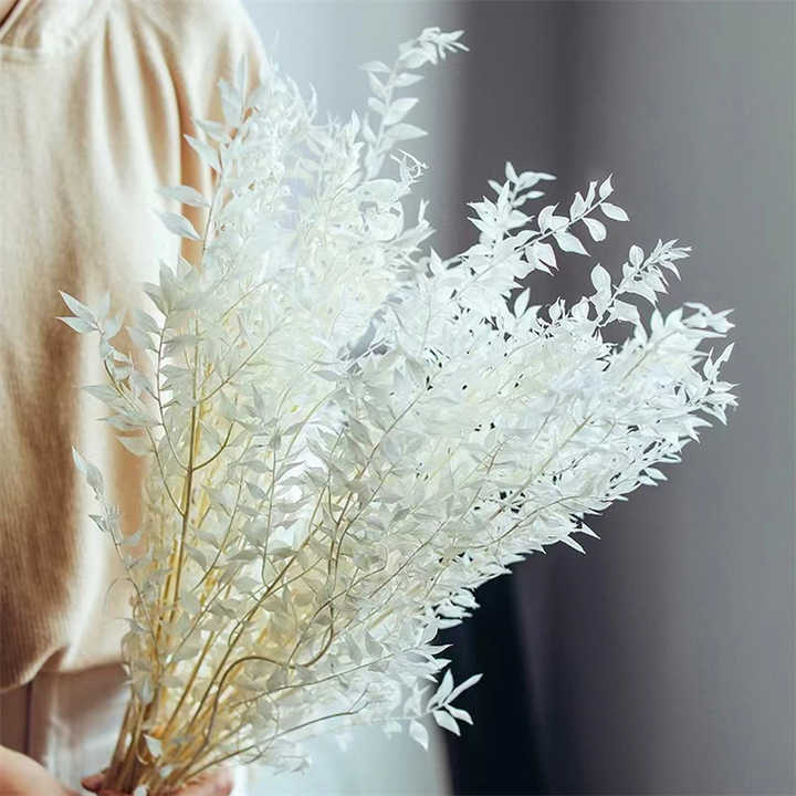 Wholesale Natural Preserved Bleached Eucalyptus Leaves