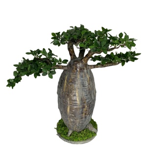 Whole baobab tree Can Make Any Space Beautiful and Vibrant - Alibaba.com