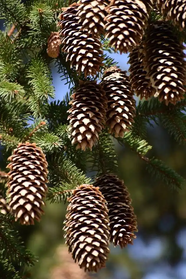 Botanical Conifer Pinus Sylvestris CAS 94266-48-5 Cone Pine Cone ...
