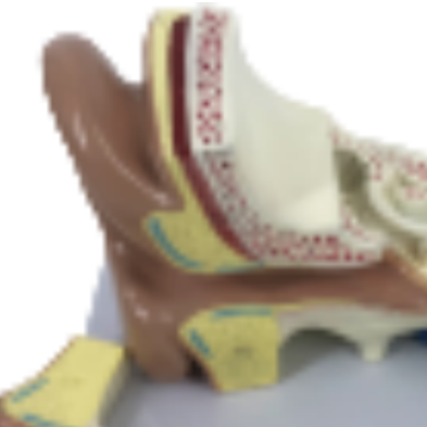 ADA Medical Teaching Ear Anatomy Magnified Model and Ear Anatomy ...