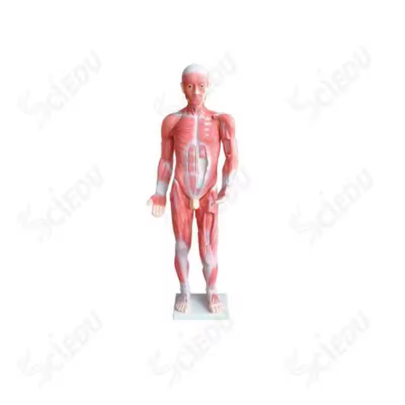 SCIEDU Custom 27 Parts Human Muscle Anatomy Model Anatomy Muscle Full ...